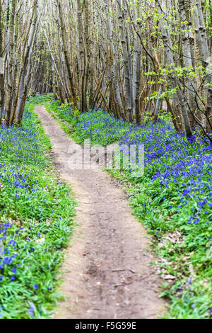 Bluebells in Kings Wood, Challock, Kent Stock Photo - Alamy