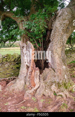 Ash Tree (Fraxinus excelsior) ancient coppice stool many hundreds of ...