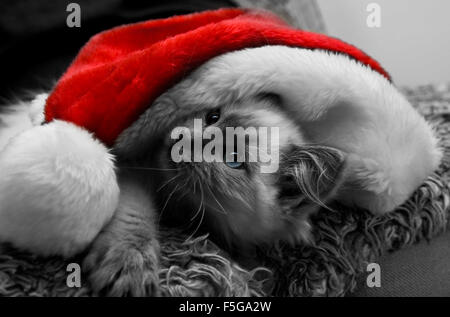 Ragdoll cat in Christmas time Stock Photo - Alamy
