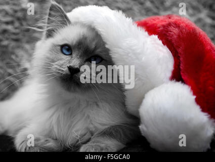 Ragdoll cat in Christmas time Stock Photo - Alamy