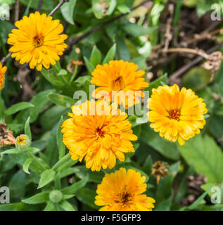 A closeup shot of blooming orange yellow wild marigold flowers in a ...