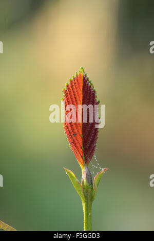 Common alder (Alnus glutinosa) stem, growing in wet woodland habitat of ...