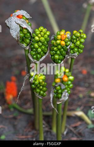 Seed pods of a lily Stock Photo - Alamy