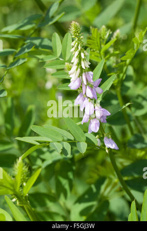 Goat's rue, French lilac, Italian fitch, Professor-weed (Galega ...