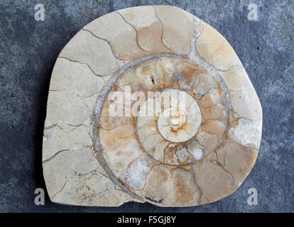 Polished cross-section of a fossil ammonite showing the internal ...