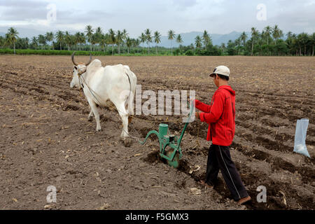 Man with white oxen plowing a field on the island of Mindanao, The ...