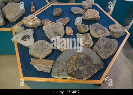 Fossil Bearing Cliffs at Charmouth, Dorset, UK Stock Photo: 38216441 ...