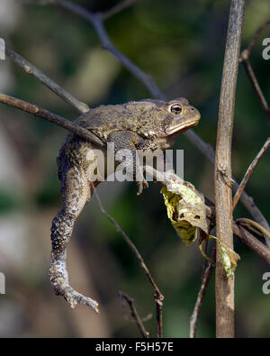 I found this Toad caught in the fork of some branches which made for ...