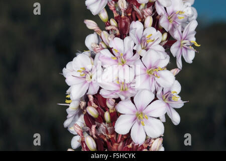 Close-up of Aristea/ Blousuurkanol Flower Spike - Aristea capitata [syn ...