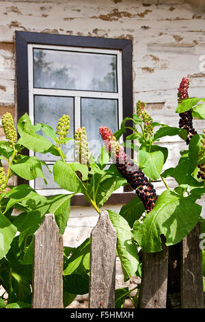 Poke weed or poke berry foliage and fruit. Poke weed or poke berry on ...