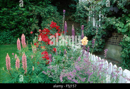 Border of blue nepeta with pink roses below low stone wall in sloping ...