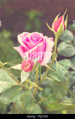 Selective focus of a beautiful pink rose Stock Photo - Alamy