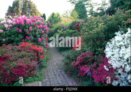 Spring borders with rhododendrons Stock Photo - Alamy