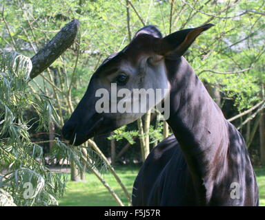 Female Central African Okapi (Okapia johnstoni) feeding on leaves ...