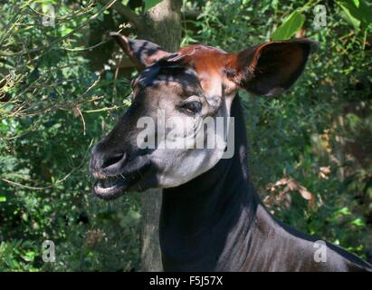 Head of a female Central African Okapi (Okapia johnstoni Stock Photo ...