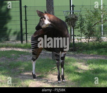 Female Central African Okapi (Okapia johnstoni) feeding on leaves ...
