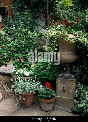 Red geranium in stone urn beside low growing beneath tree Stock Photo ...