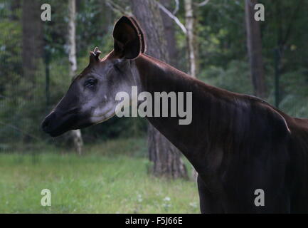 Captive male Central African Okapi (Okapia johnstoni) at Beekse Stock ...