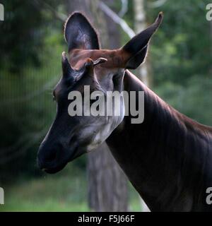 Captive male Central African Okapi (Okapia johnstoni) at Beekse Bergen ...