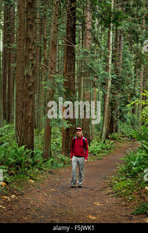 Walking through the autumn forest on a quiet day Stock Photo - Alamy