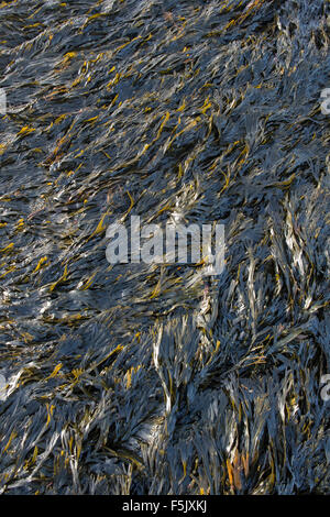 Toothed or Serrated Wrack Fucus serratus Taken At Penmon Point ...