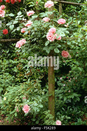 Rose tree with pink roses in a rose garden Stock Photo - Alamy