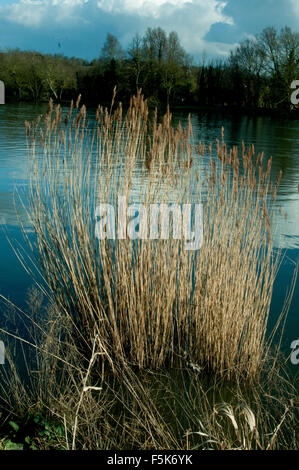 Reeds growing on riverbank Stock Photo - Alamy
