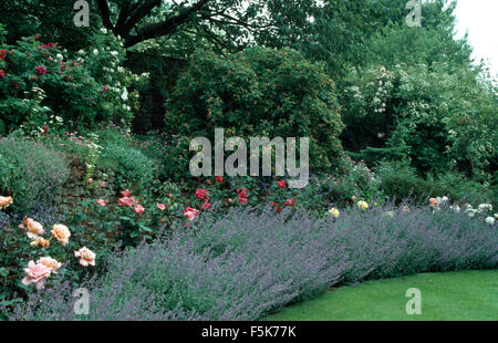 Border of blue nepeta with pink roses below low stone wall in sloping ...