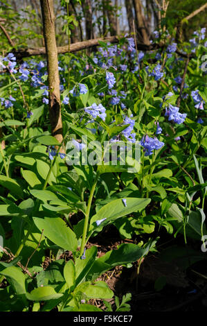Virginia Bluebells in Indiana park. (Mertensia virginica Stock Photo ...
