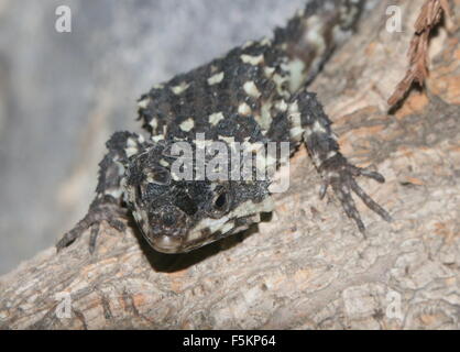 South African Zoutpansberg girdled lizard (Smaug warreni depressus ...