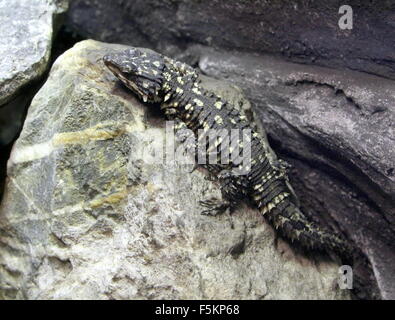 Zoutpansberg Girdled Lizard (Smaug warreni depressus Stock Photo - Alamy
