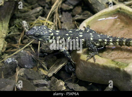 South African Zoutpansberg girdled lizard (Smaug warreni depressus ...
