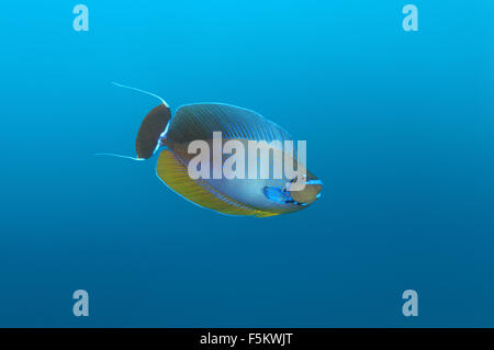 Indian Ocean, Maldives. 27th Sep, 2015. Fish elongated unicornfish ...