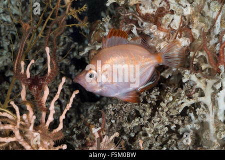 Boarfish, Boar-fish, Eberfisch, Ziegenfisch, Capros aper, Sanglier ...
