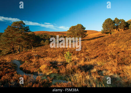 Invereshie and Inchriach National Nature Reserve, Glen Feshie ...