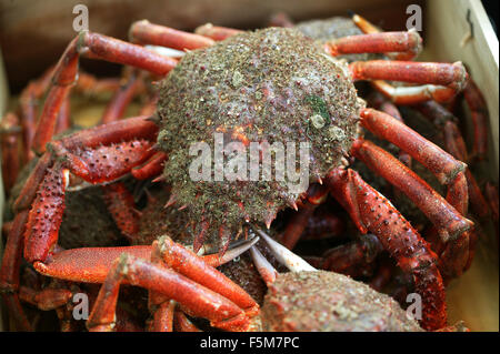 Fresh Spider Crab at Fish Shop Stock Photo - Alamy