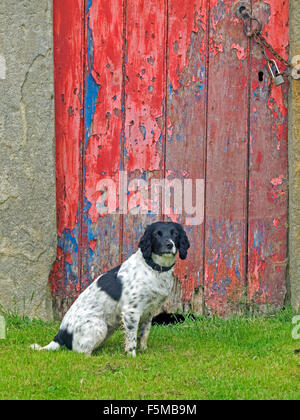 English Springer Spaniel in red dog harness dripping wet sits on wet ...
