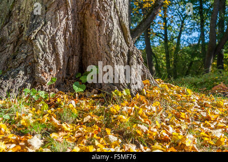 Leaves falling from a maple tree in the autumn Stock Photo - Alamy