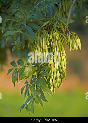 Ash seeds or keys Stock Photo - Alamy