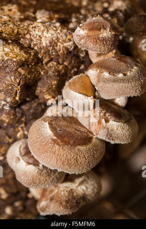Mushrooms grown in a lab or farm Stock Photo - Alamy
