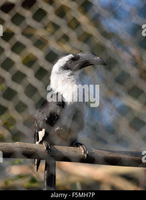 Von Der Decken's Hornbill in Enclosure Stock Photo - Alamy