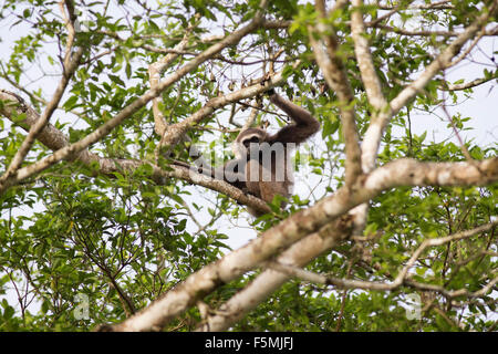 Wild grey gibbon in Borneo in the jungle around the Kinabatangan river ...