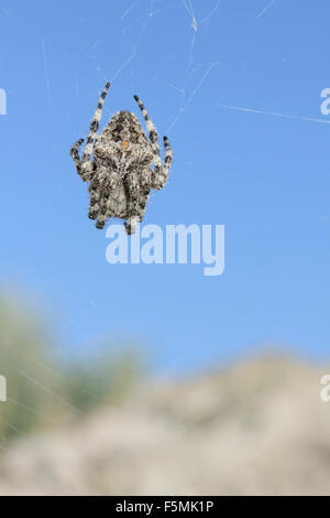 Macro of a sp. Araneus angulatus spider praying on its web and out of ...