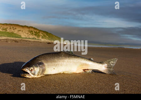 Female Coho Salmon (Oncorhynchus kisutch) probing behavior induces ...