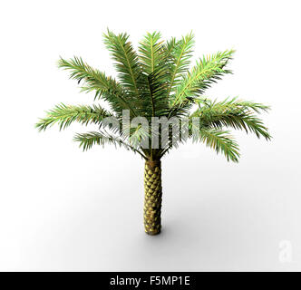 silver date palm tree isolated on white background. top view. 3d ...