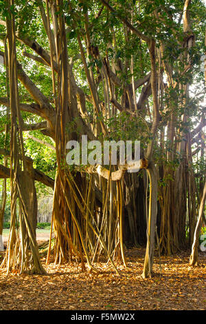 Cluster Of Trees And Aerial Roots Stock Photo - Alamy