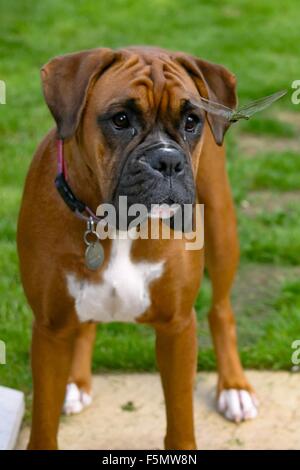 Dragonfly And Dog Stock Photo - Alamy