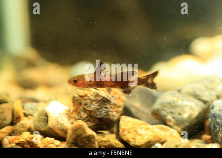 Stumpy bagrid catfish (Pseudobagrus ichikawai) in Japan Stock Photo - Alamy