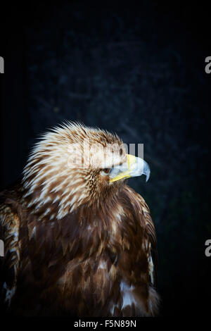 Golden Eagle (Aquila chrysaetos) showing third eyelid closed Stock ...