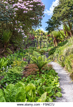 Subtropical Bamboo Garden at the center of Trebah Garden, Cornwall ...